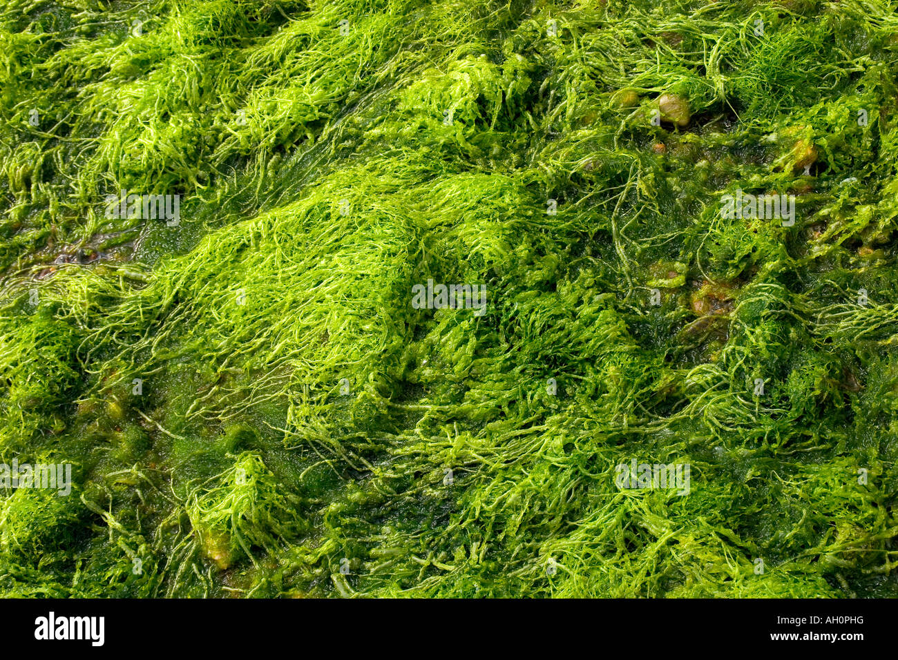 green sea weed Stock Photo - Alamy