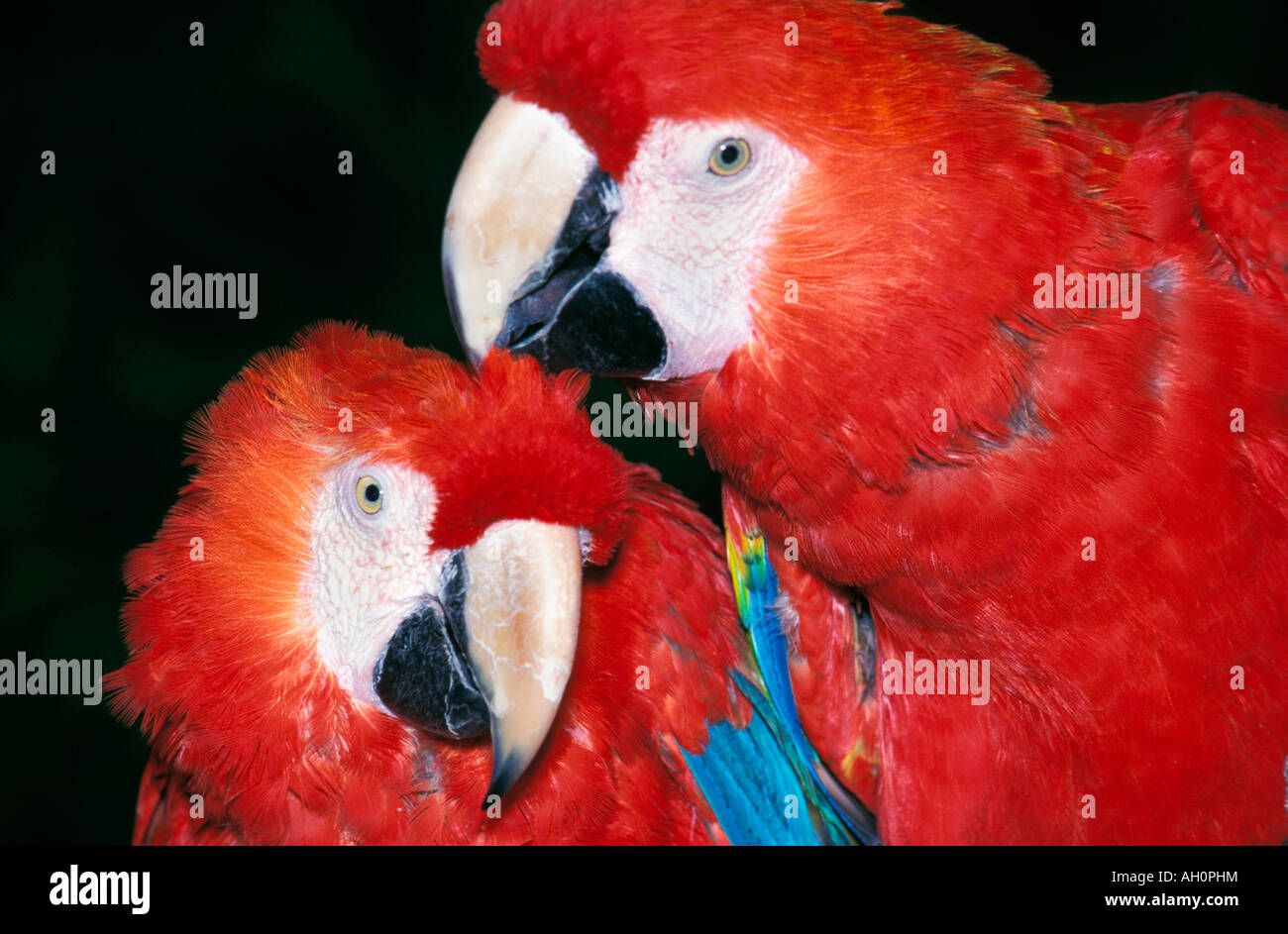 Portrait d'Ara rouge ara macao America, Biogeographic area ...