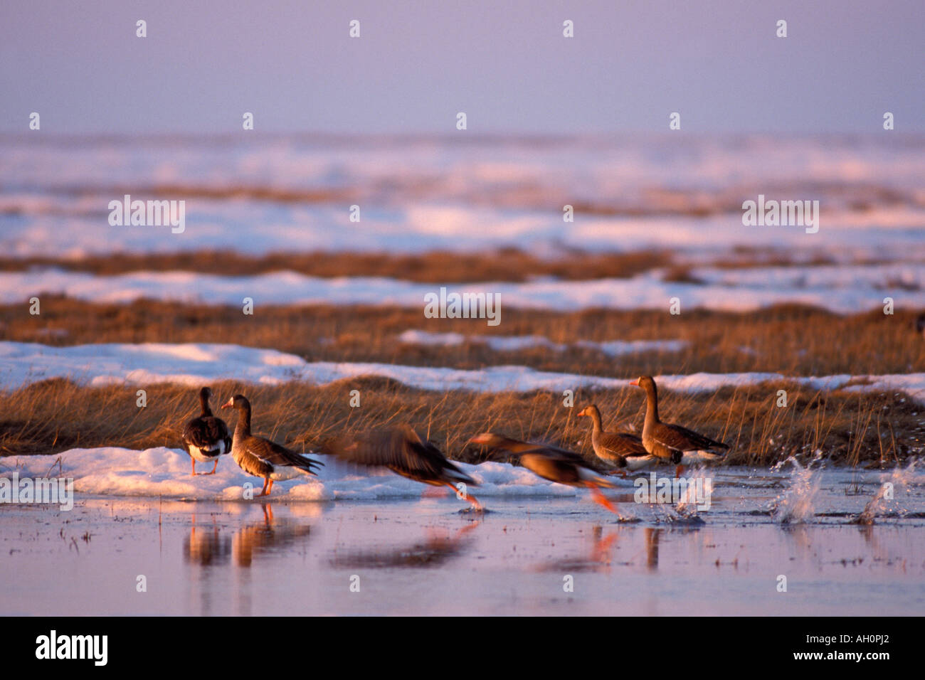 greater white fronted geese Anser albifrons taking flight 1002 coastal ...