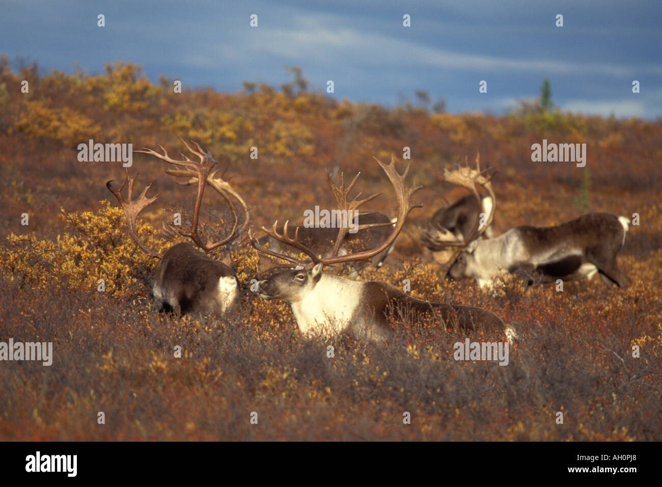 caribou Rangifer tarandus group resting in fall tundra colors Denali ...