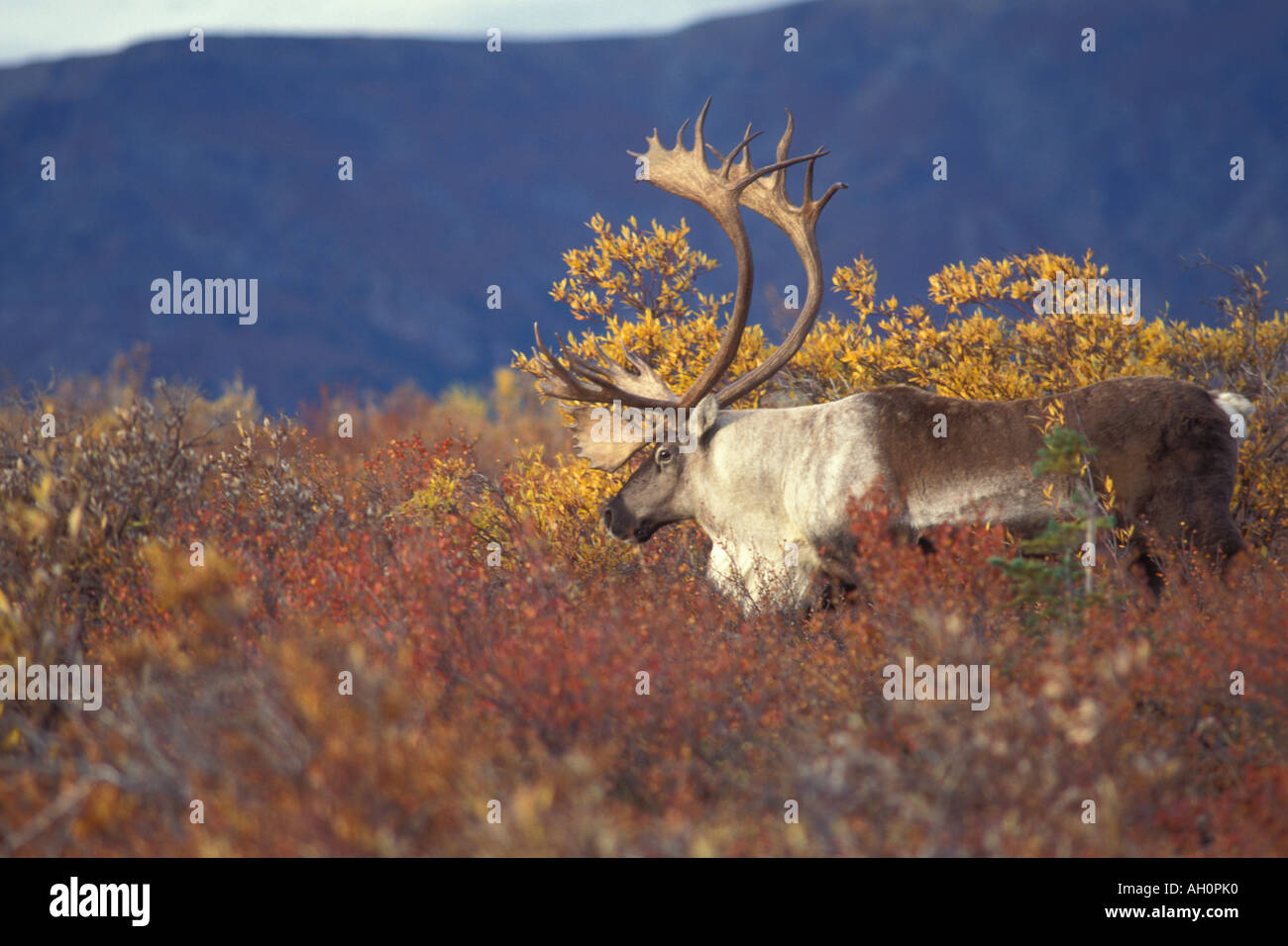 Fall tundra colors prime condition hi-res stock photography and images - Alamy