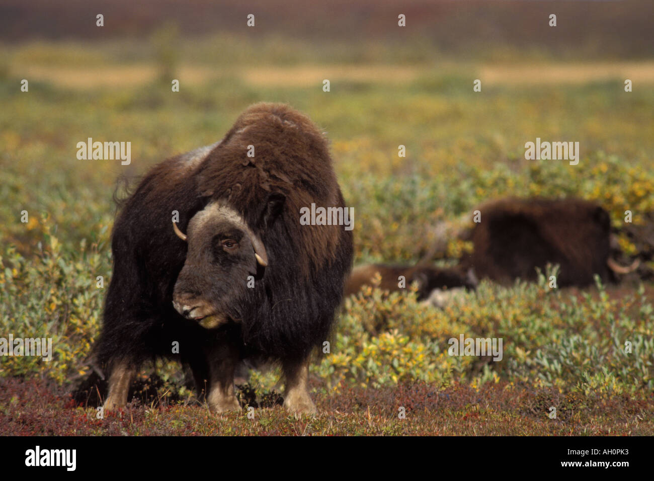 muskox Ovibos moschatus cow on the central Arctic coastal plain North ...