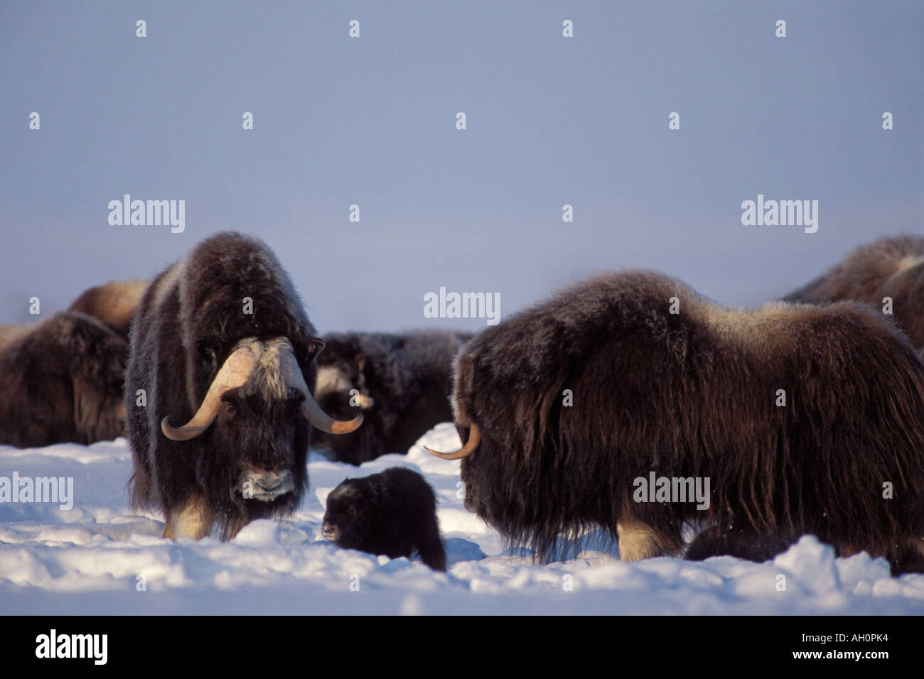 muskox Ovibos moschatus bull and cow with newborn calf central Arctic ...