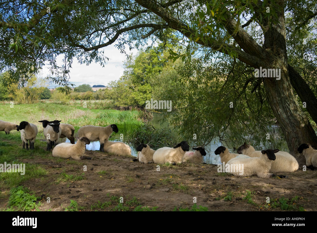 Sheep resting under a willow tree beside the River Windrush just east ...