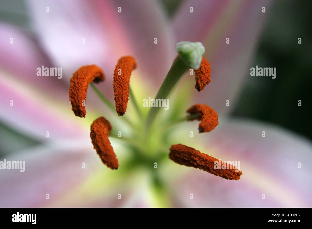 Polen flower lily hi-res stock photography and images - Alamy