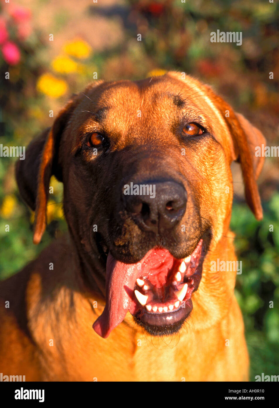 Broholmer hi-res stock photography and images - Alamy