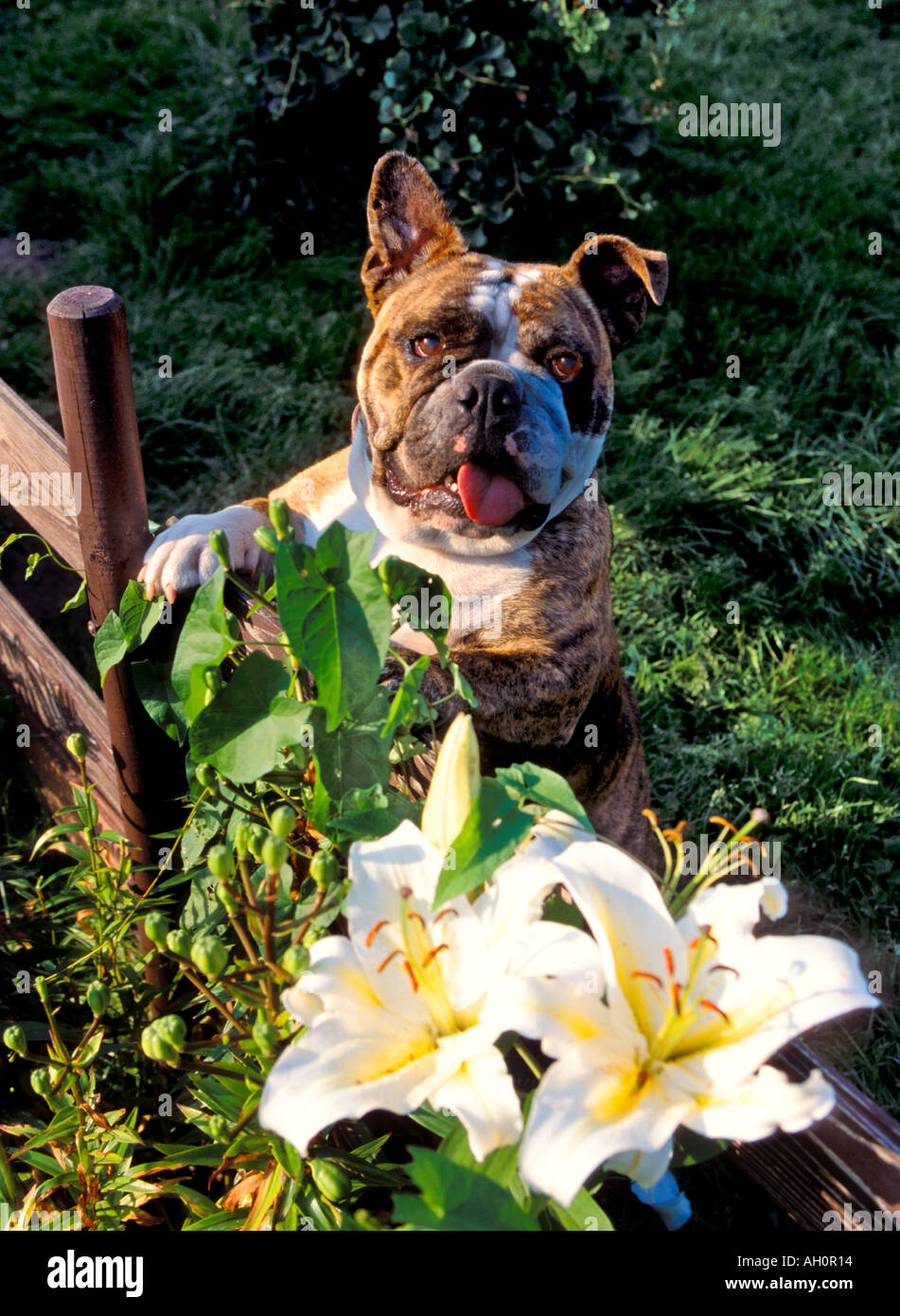 English bulldog fence hi-res stock photography and images - Alamy