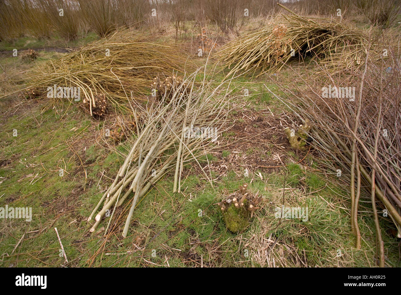 Coppiced trees hi-res stock photography and images - Alamy
