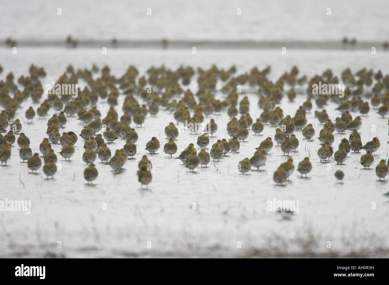 Large flock of Golden Plover Pluvialis apricaria. UK Stock Photo - Alamy