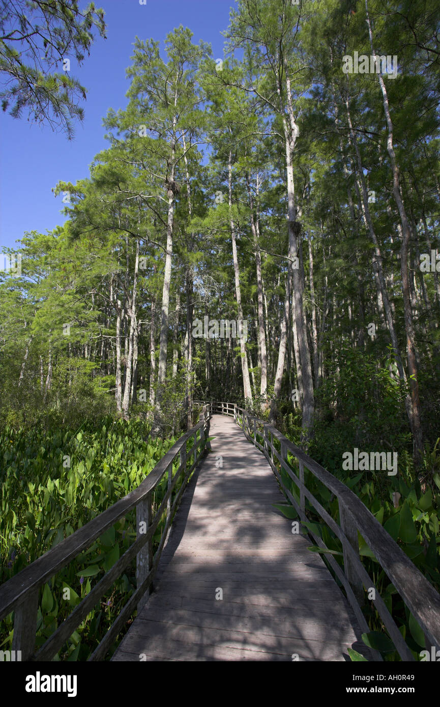 Corkscrew Swamp Boardwalk Cypres swamp Florida Stock Photo - Alamy