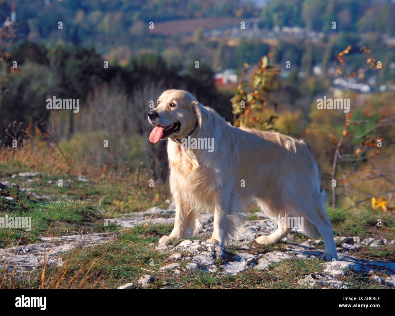 Golden Retriever dog standing Stock Photo - Alamy