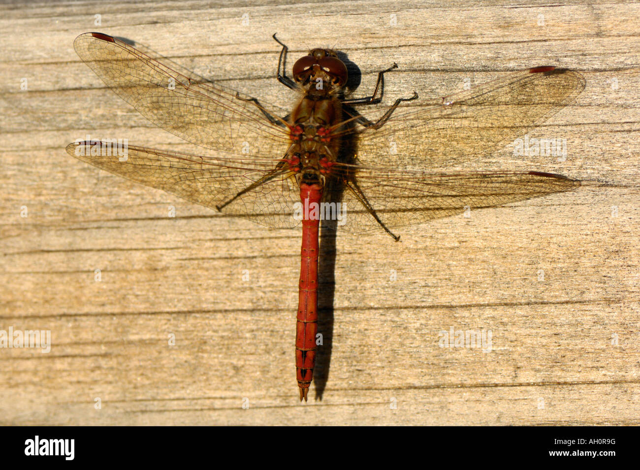 Sympetrm hi-res stock photography and images - Alamy