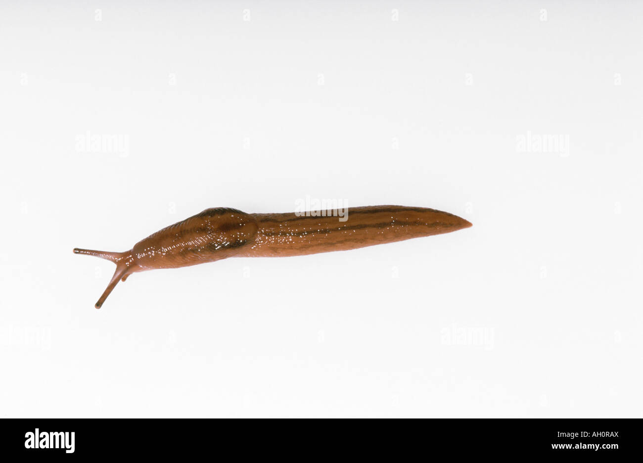 Striped field slug on white perspex Stock Photo - Alamy