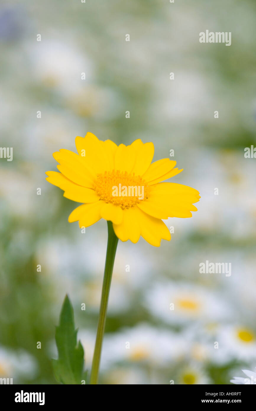 Corn marigold hi-res stock photography and images - Alamy
