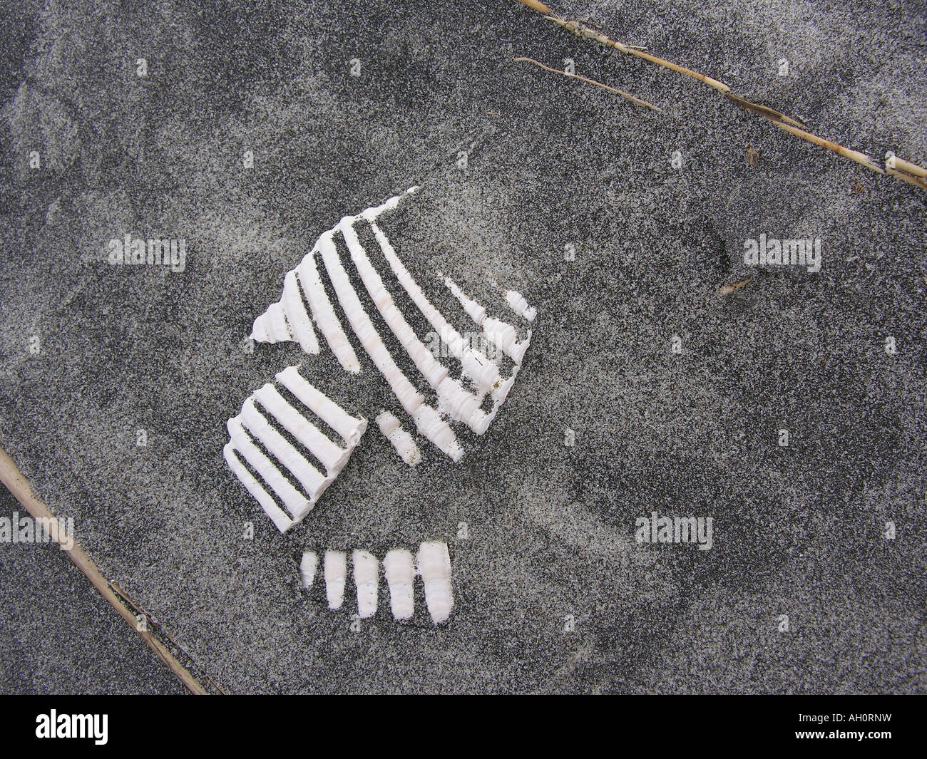 shell shells sand beach dark black grey gray sand Stock Photo - Alamy