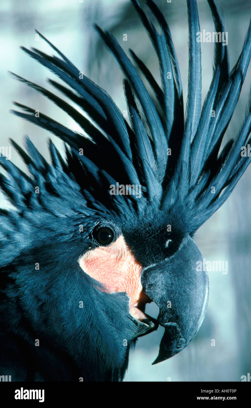Palm Cockatoo Caption Palm Cockatoo Probosciger atterimus Stock Photo ...