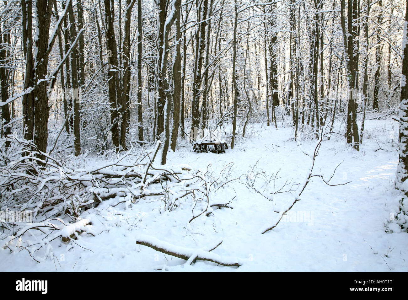 Snow covered woodland with pile of large fallen branches foreground ...