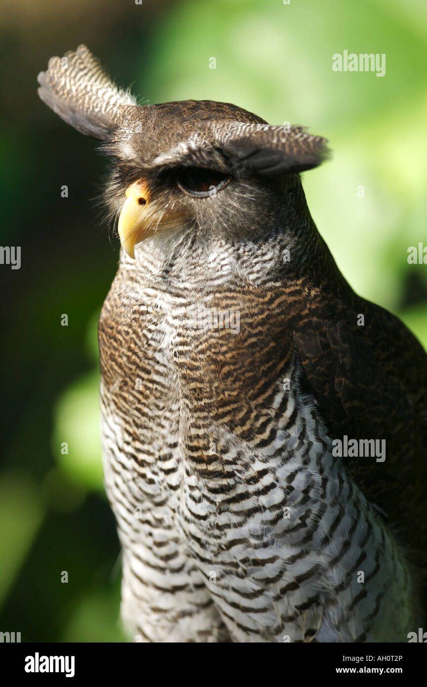 Malay Eagle Owl Stock Photo - Alamy