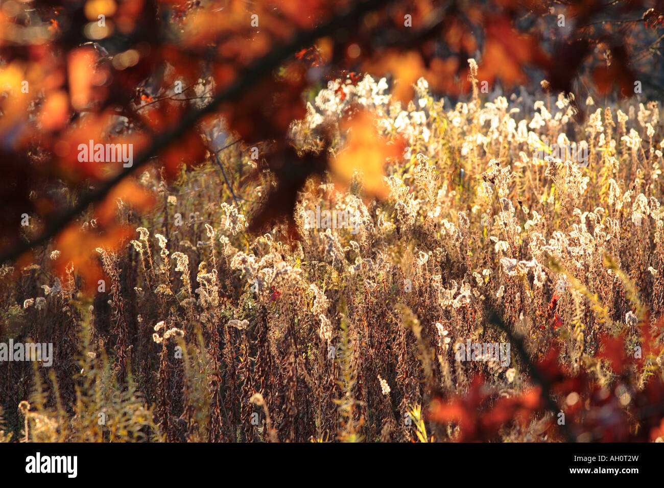 AUTUMN PRAIRIE MEADOW northern illinois Stock Photo - Alamy