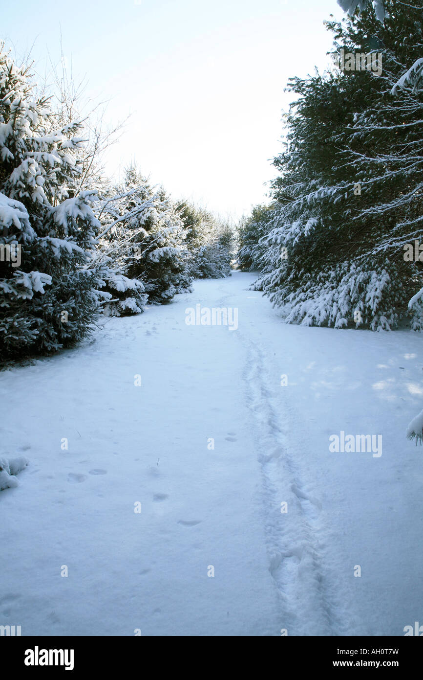 Snow covered pathway with one line of tracks between two rows of snow ...