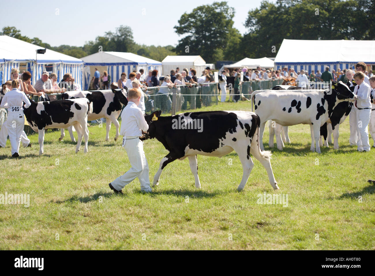 Children show cow hi-res stock photography and images - Alamy