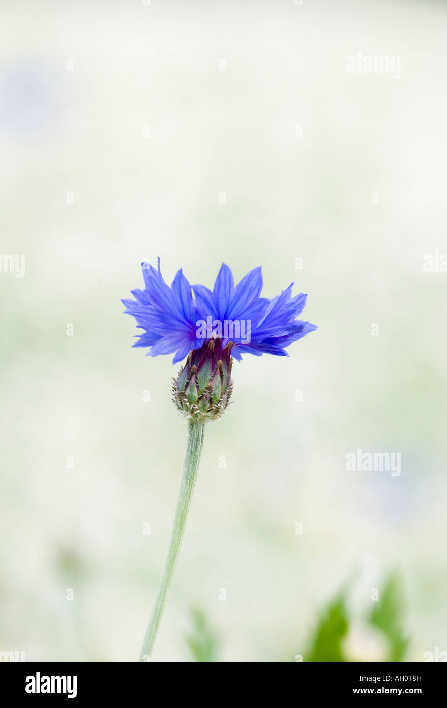 Blue cornflower hi-res stock photography and images - Alamy