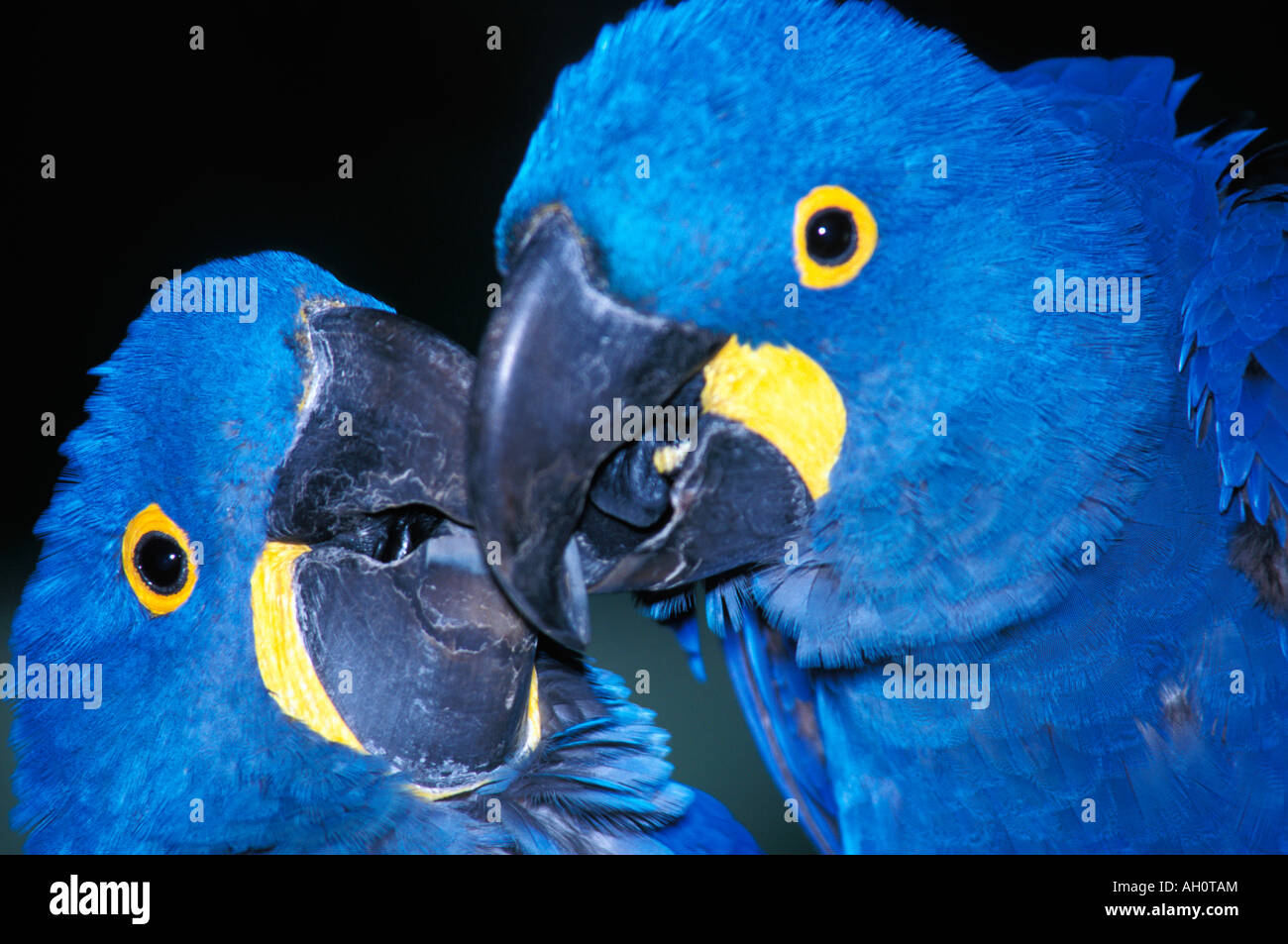 Hyacinth Macaw Anodorhynchus hyacinthinus Stock Photo - Alamy