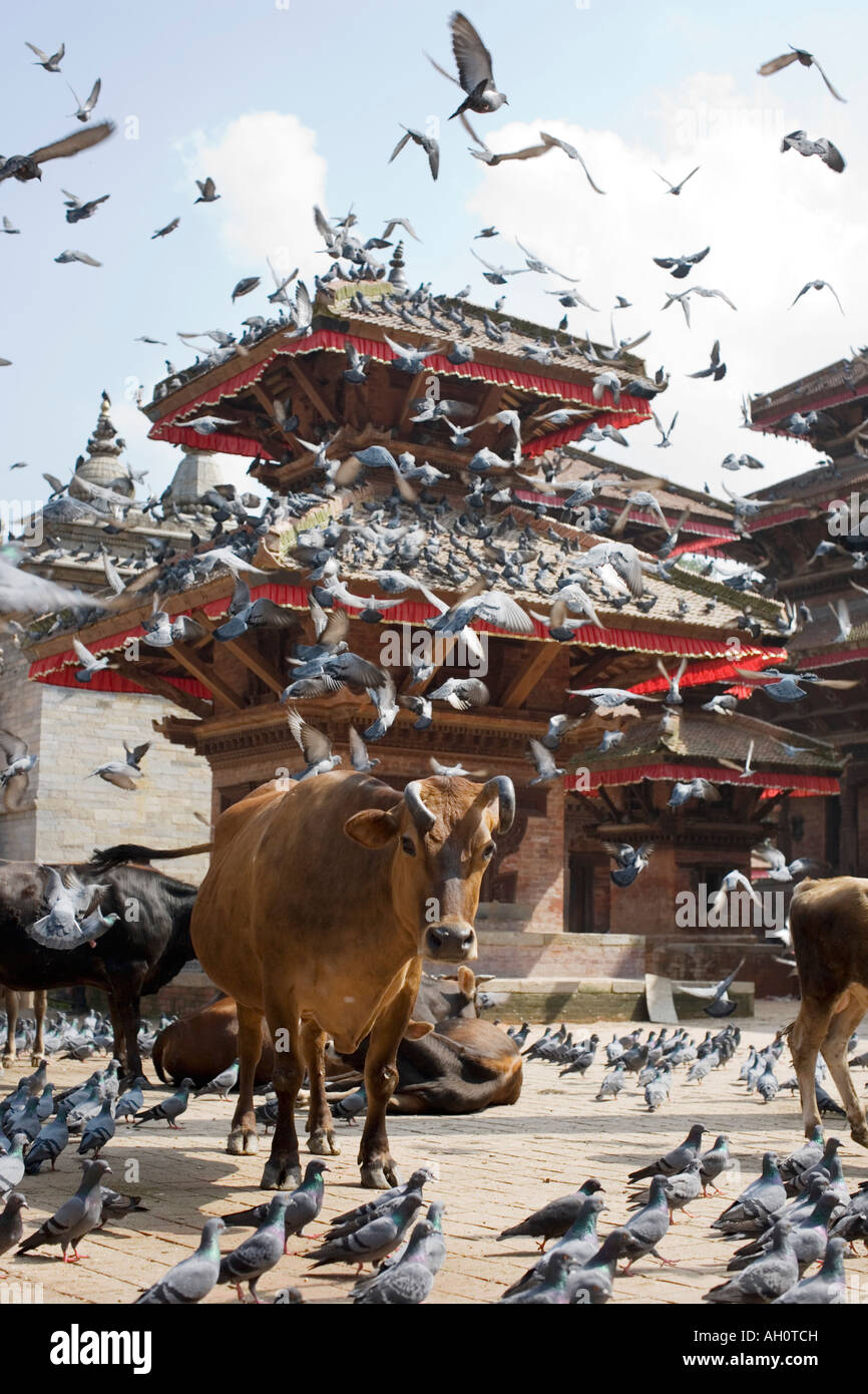 Cows and pigeons in front of a temple. Durbar square, Kathmandu, Nepal ...