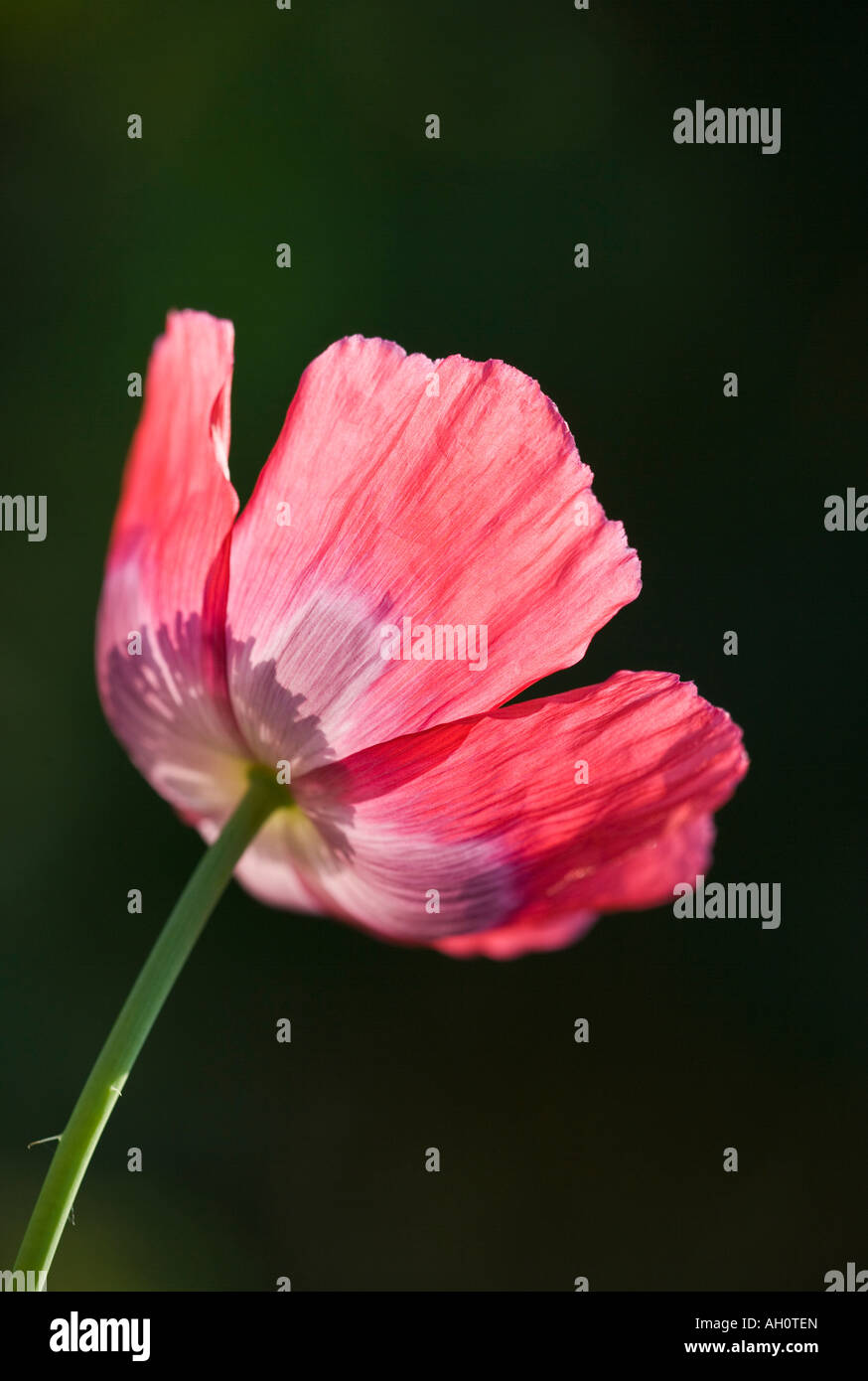 Close up of Opium Poppy Flower Papaver somniferum Stock Photo - Alamy