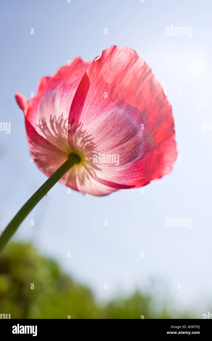 Poppy papaver somniferum single flower hi-res stock photography and ...