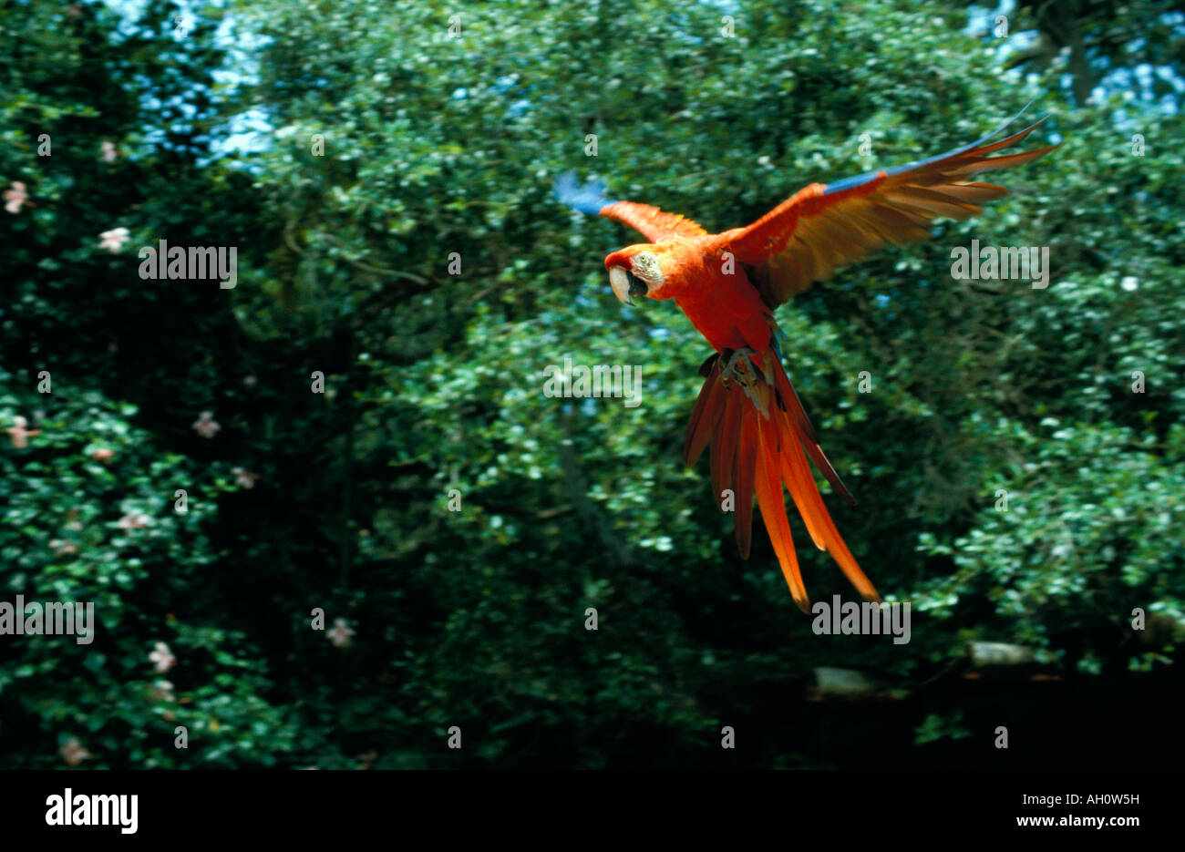 Green winged Macaw Ara chloroptera adult Stock Photo - Alamy
