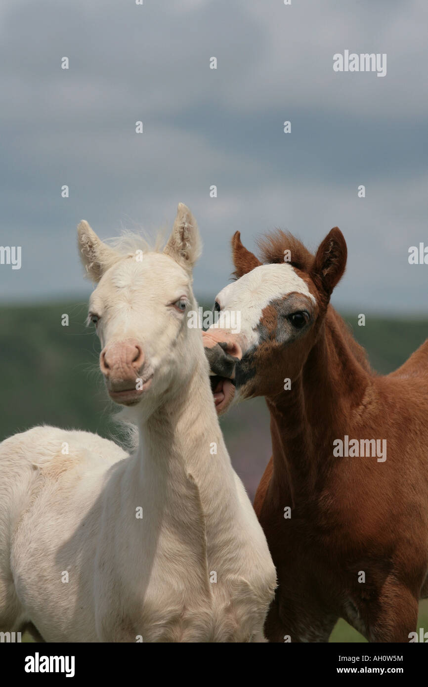 Two foals playing Stock Photo - Alamy