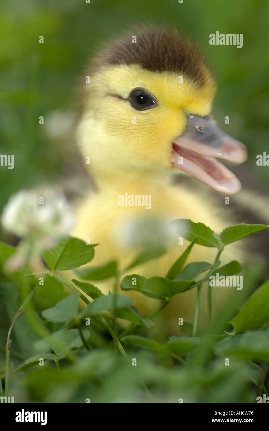 Cute baby duckling hi-res stock photography and images - Alamy
