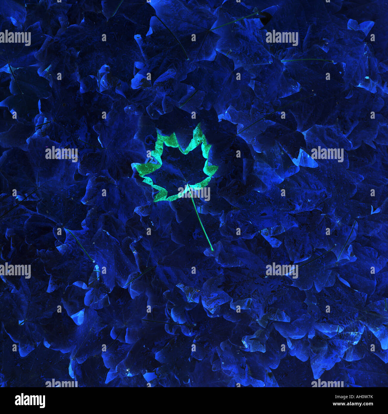 Unusual fall colors hi-res stock photography and images - Alamy