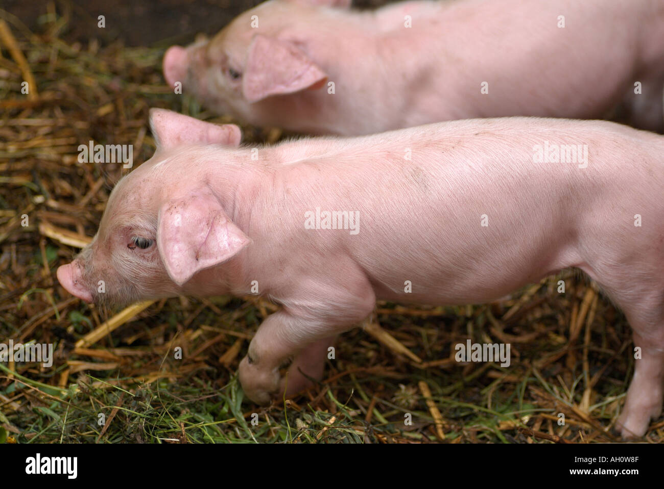 Baby Piglets in a Piggery on a Farm Stock Photo - Alamy