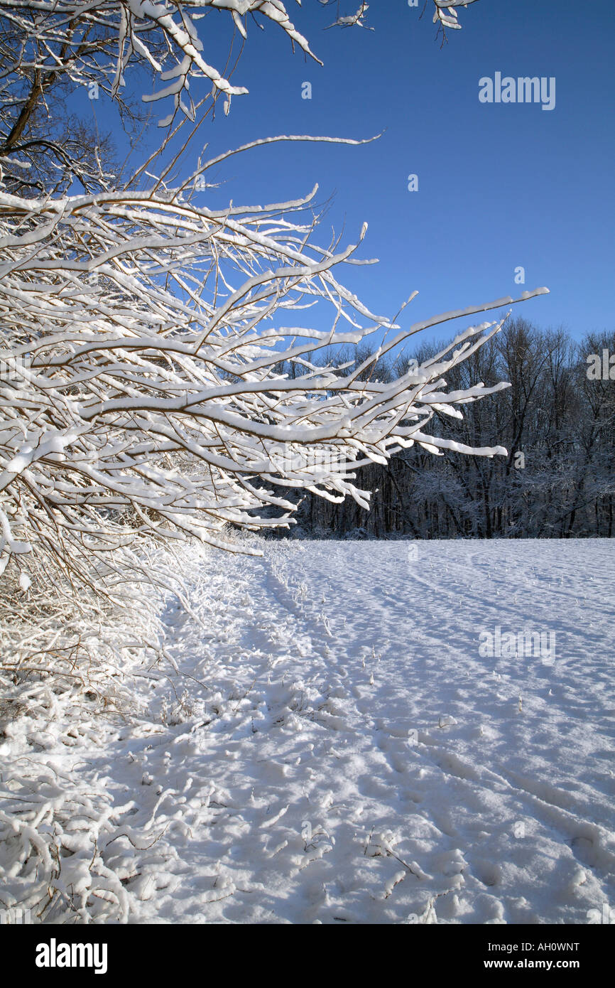 Loaded branches hi-res stock photography and images - Alamy
