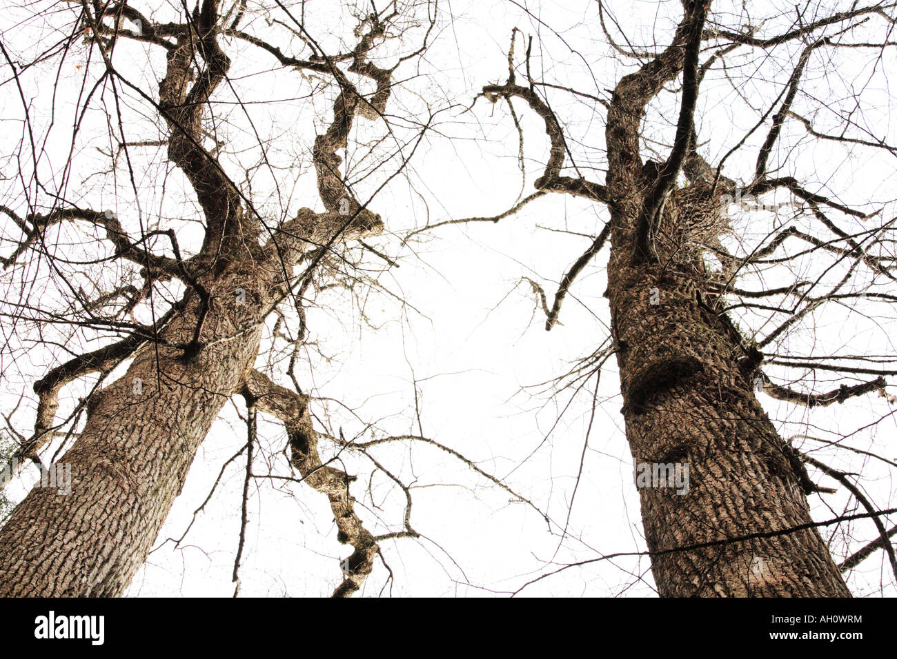 tulip trees in winter smoky mountainis tennessee Stock Photo - Alamy