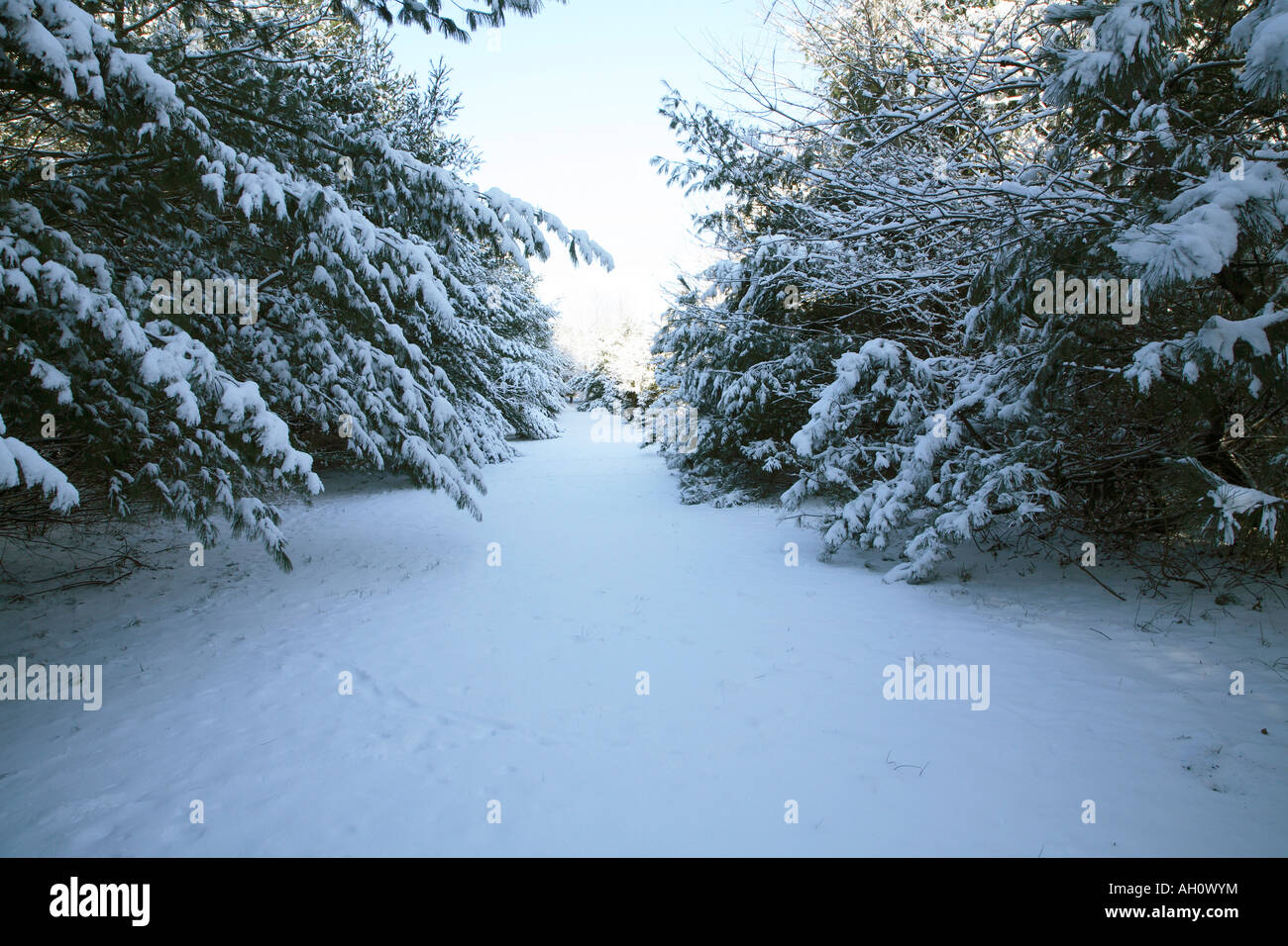 Wide snow covered pathway leading between two rows of heavily snow ...