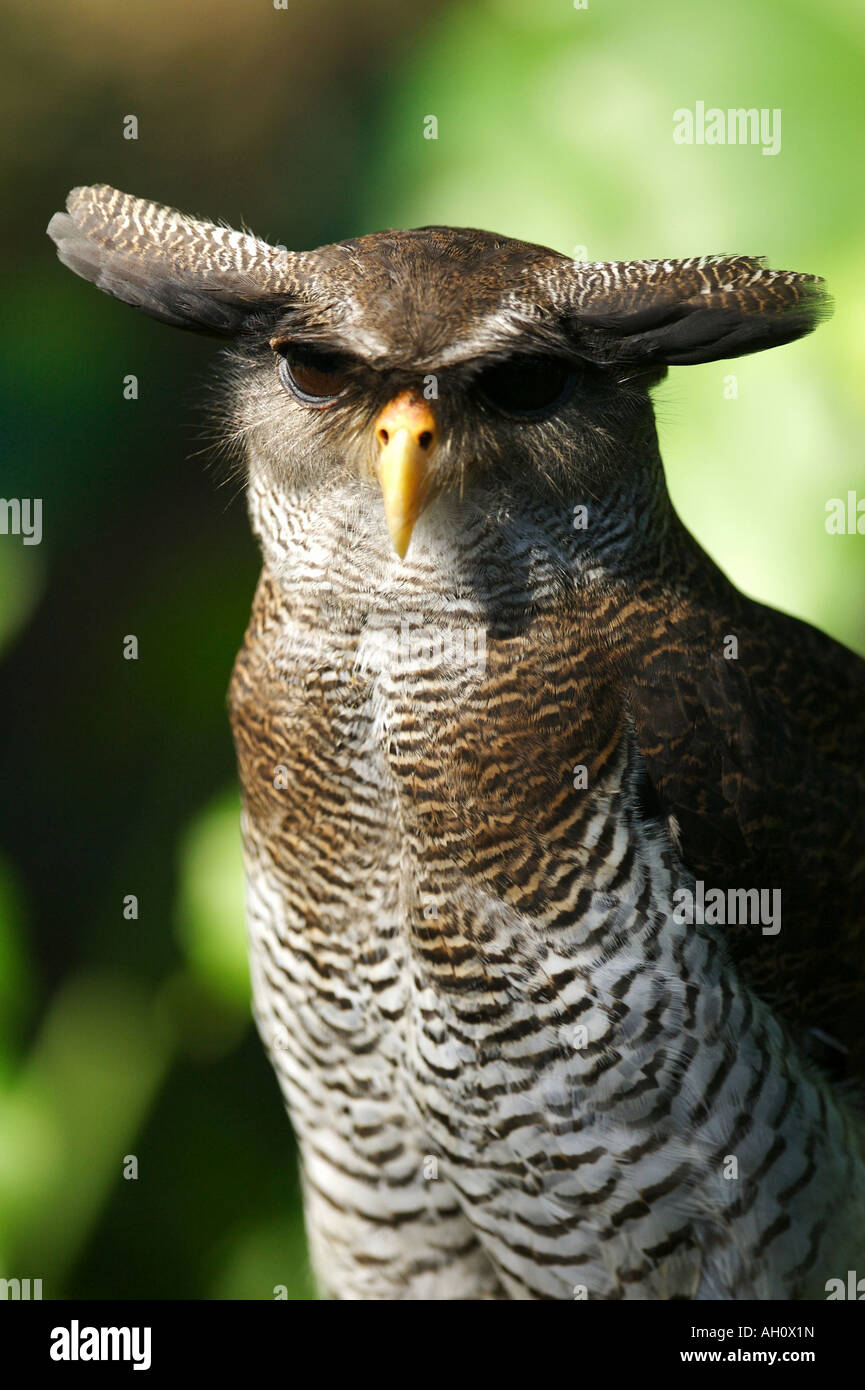 Malay Eagle Owl Stock Photo - Alamy