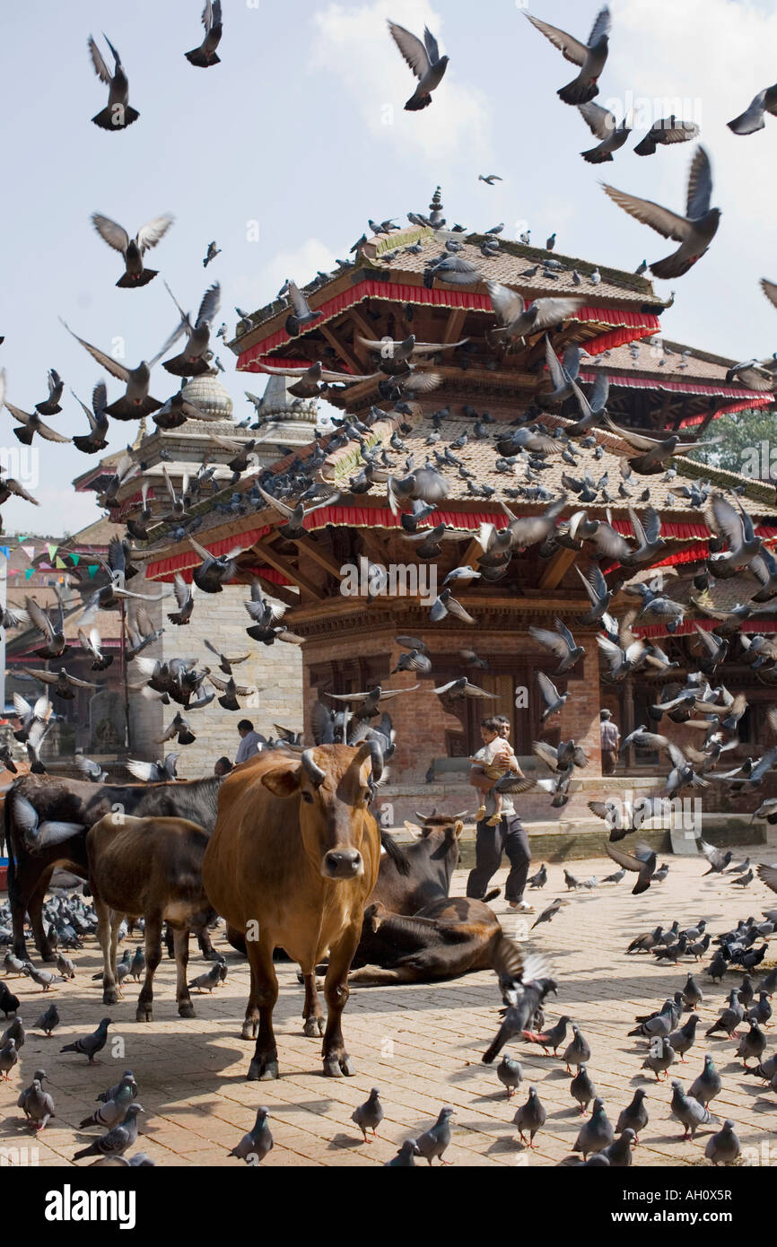 Cows and pigeons in front of a temple. Durbar square, Kathmandu, Nepal ...