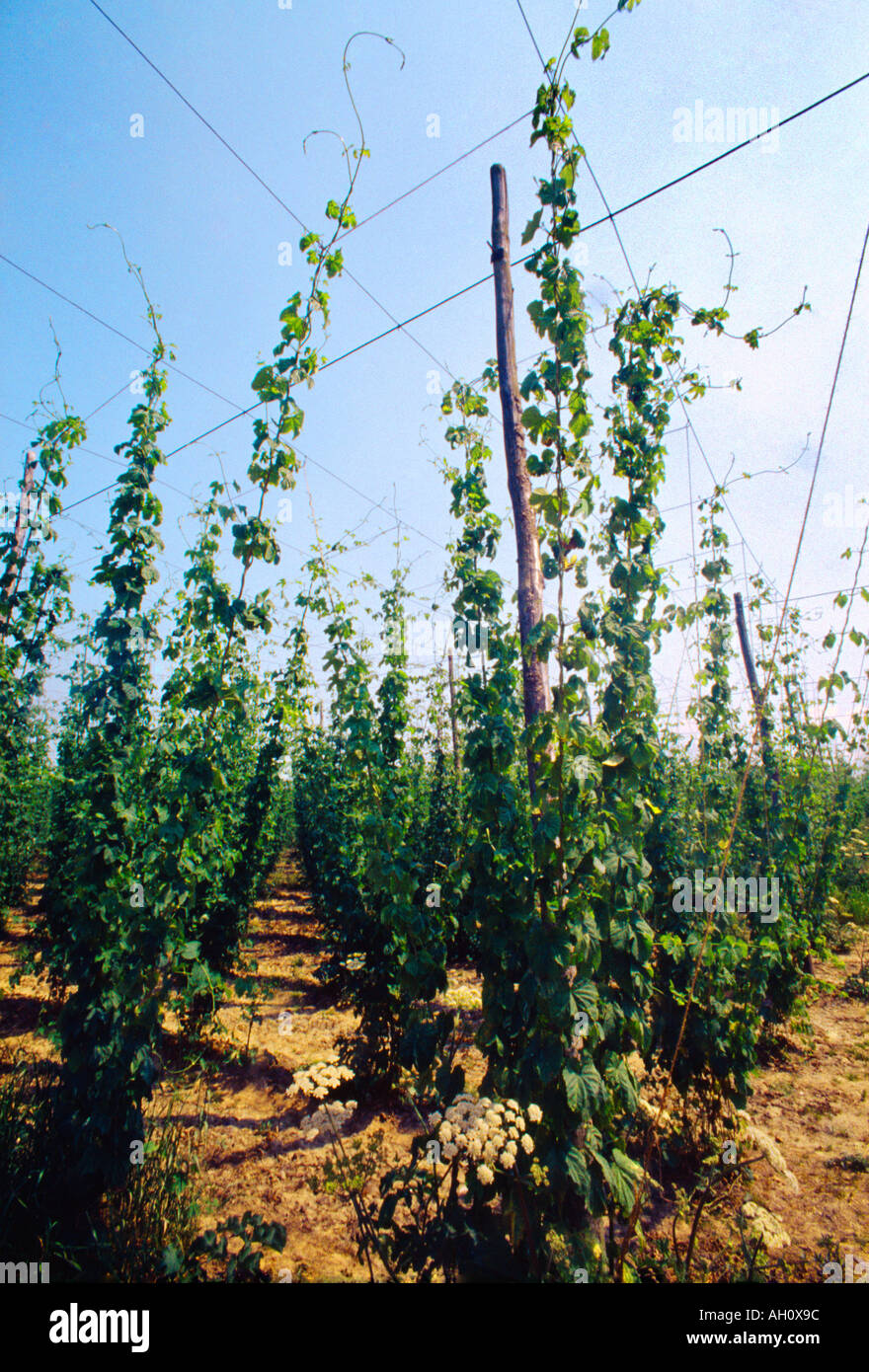 Hops Growing Goudhurst Kent England Stock Photo - Alamy