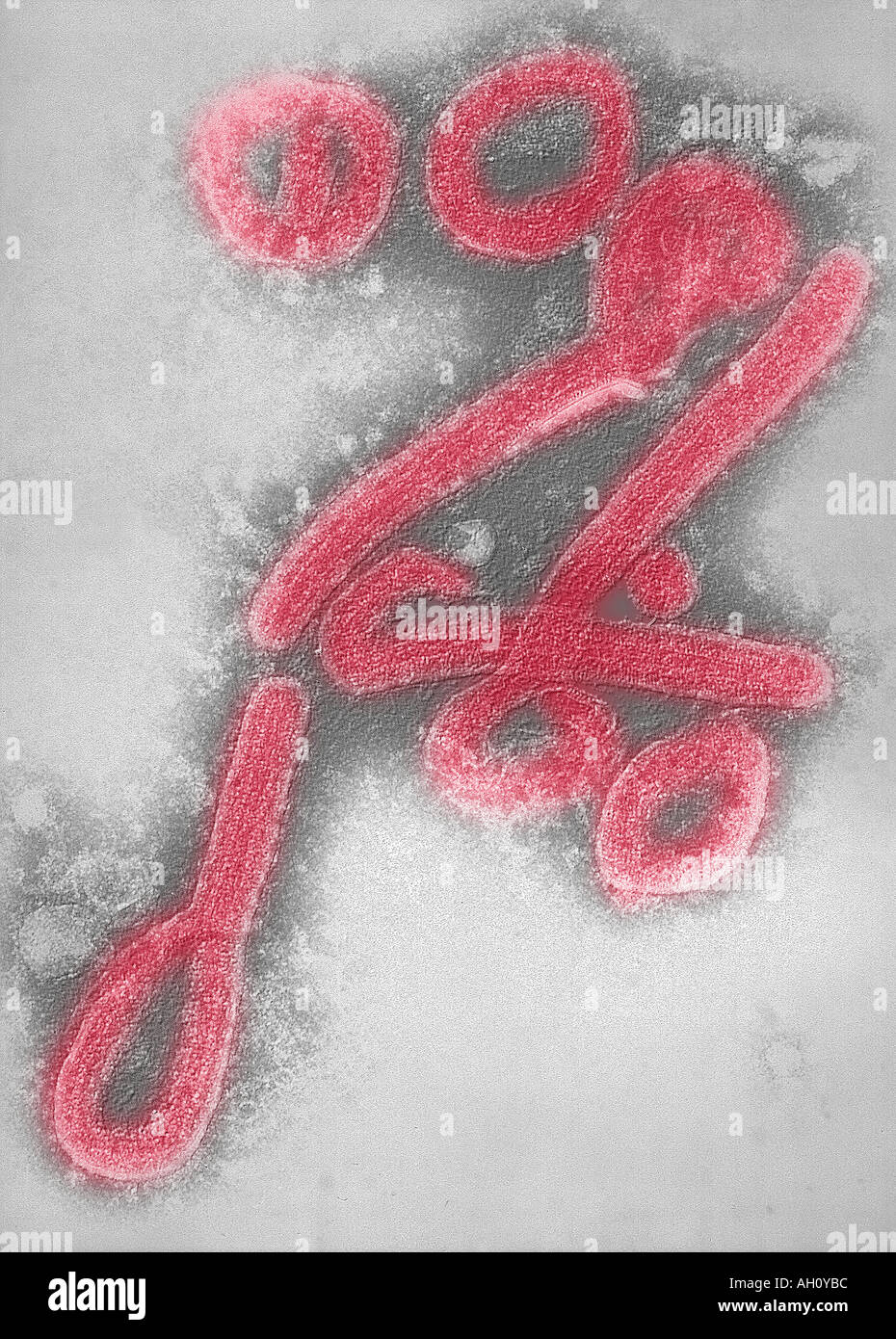 Marburg Virus High Resolution Stock Photography and Images - Alamy