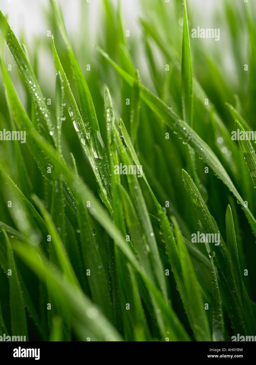close up of blades of grass Stock Photo - Alamy