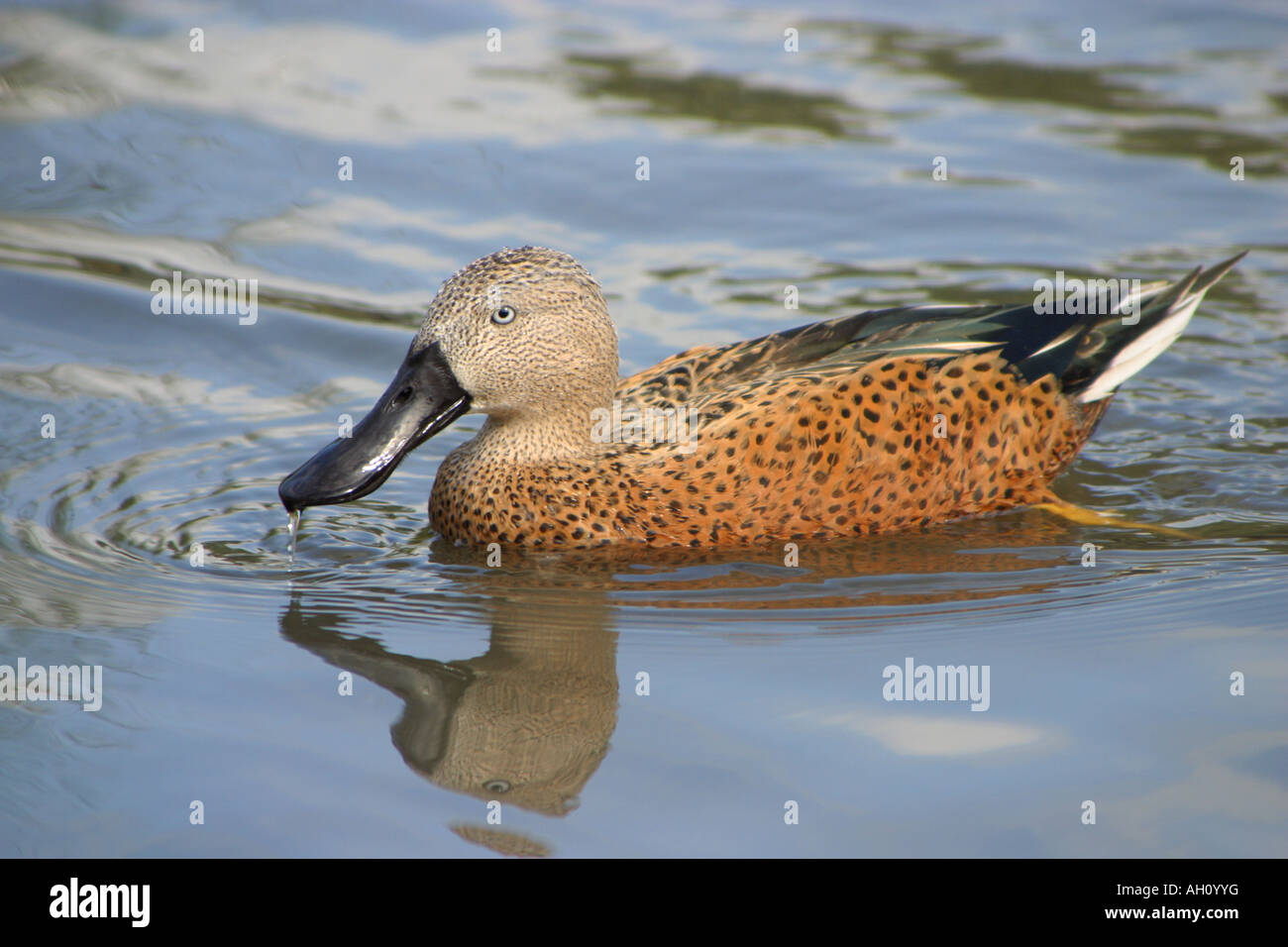 Argentine red shoveler, Anas platalea Stock Photo - Alamy