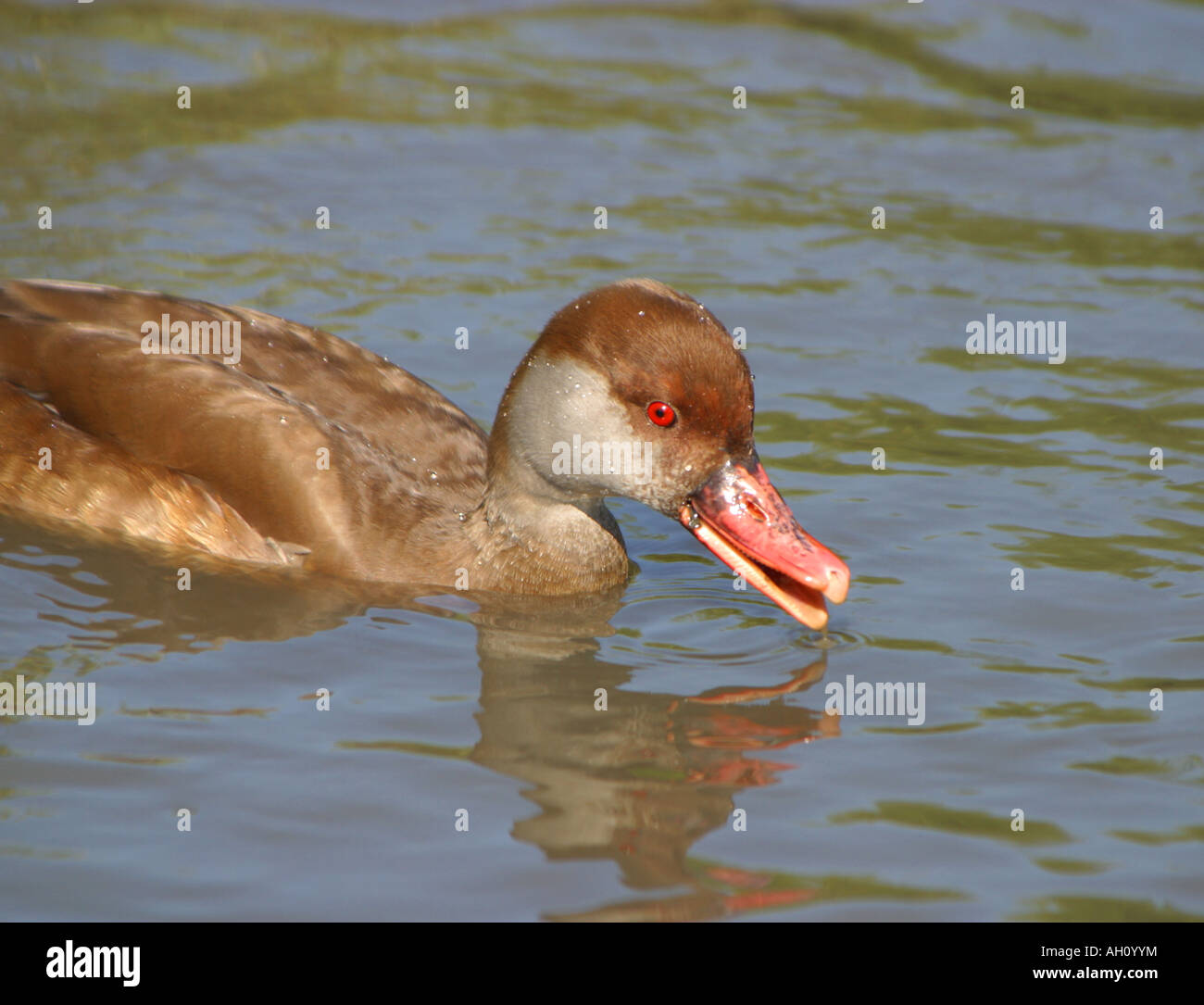 Female red crested duck hi-res stock photography and images - Alamy