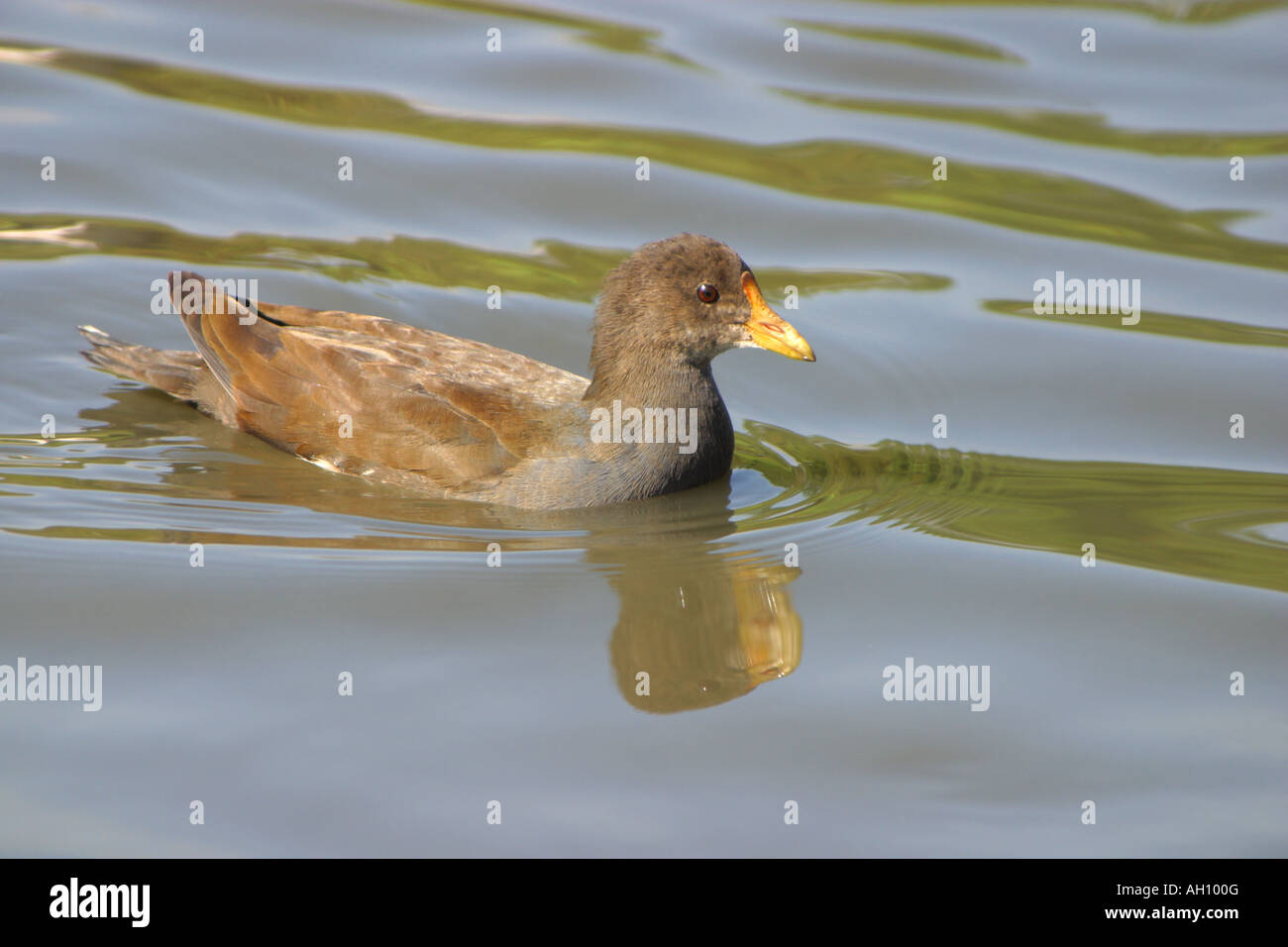 Juvenile moorhen, Gallinula chloropus Stock Photo - Alamy