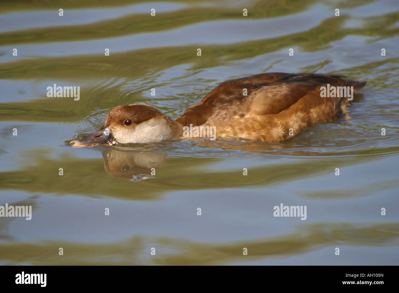 Female red crested duck hi-res stock photography and images - Alamy