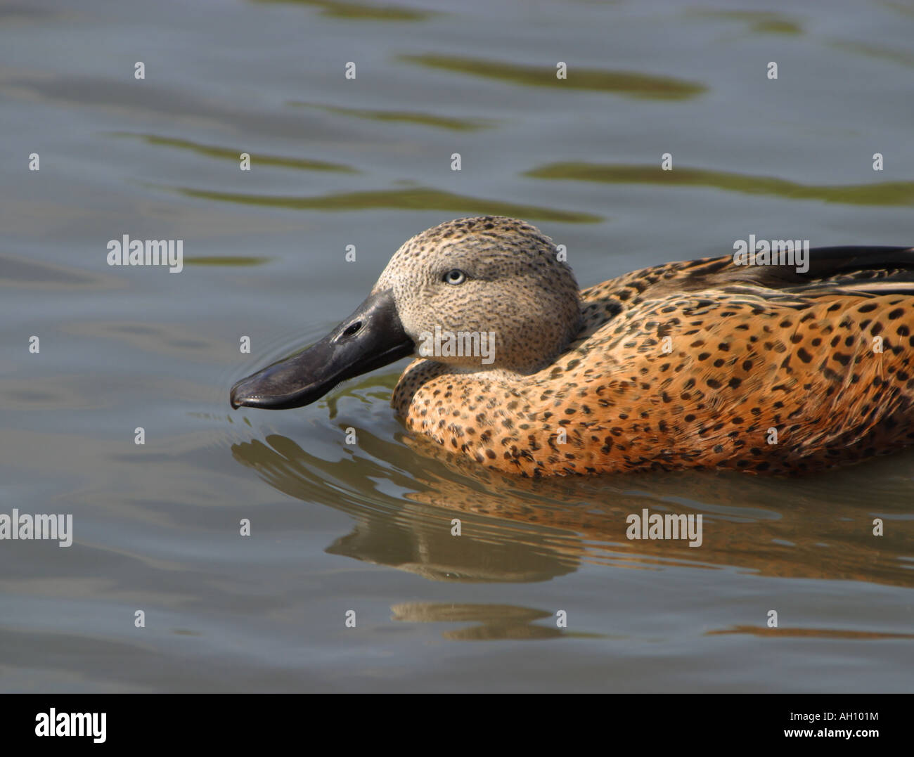 Argentine red shoveler, Anas platalea Stock Photo - Alamy