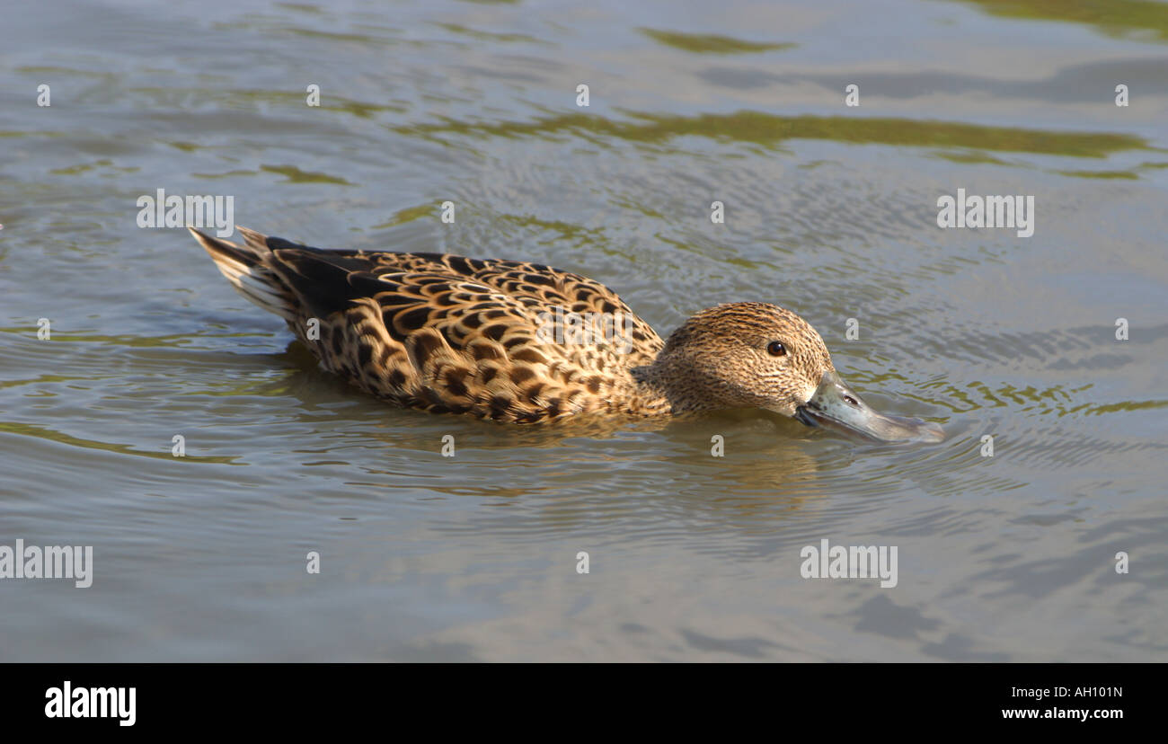 Argentinian duck hi-res stock photography and images - Alamy