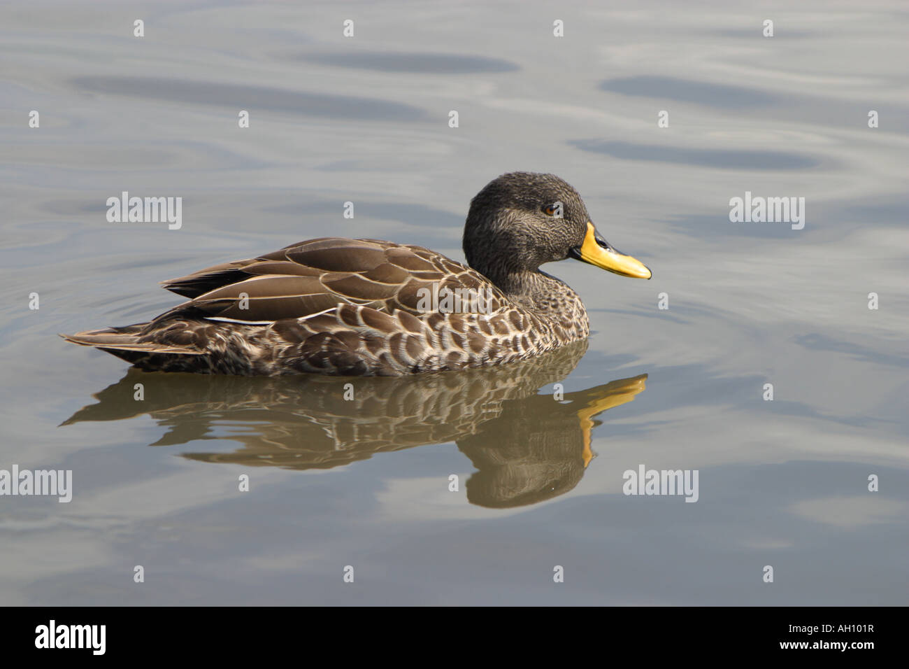 African yellowbill duck hi-res stock photography and images - Alamy